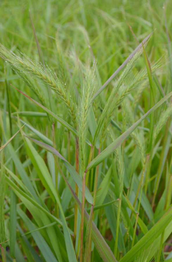 Riverbank Wild Rye | MSD